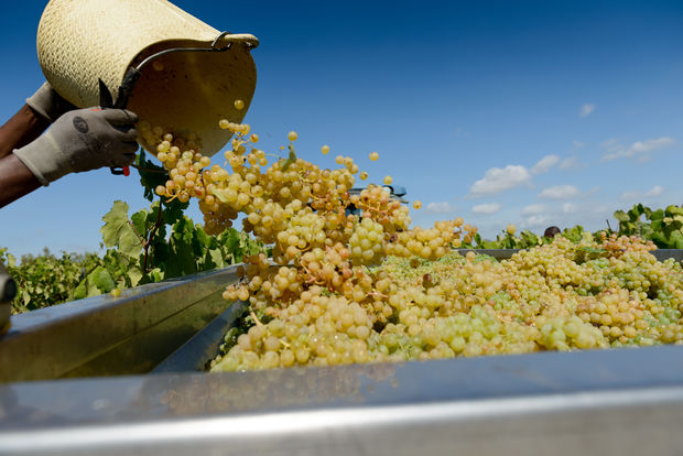 Cava's upcoming new classification meeting mixed reaction from trade ...