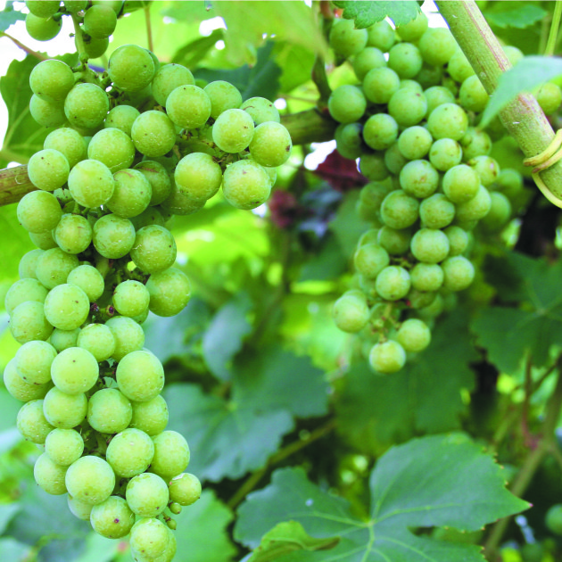 Tim Atkin: Semillon - The Naked Grape - Harpers Wine & Spirit Trade News