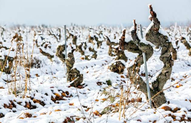 Initiative to support world’s oldest vines launches - Harpers Wine ...
