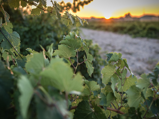 Rueda DO launches search for first Rueda Wine Ambassadors - Harpers ...