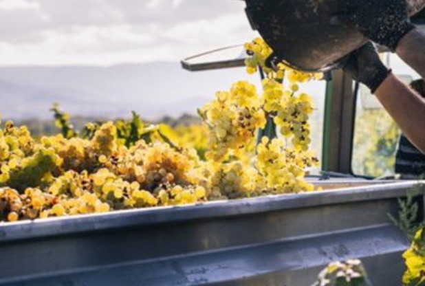 Cava completes harvest amid reports of 55% grape loss - Harpers Wine ...