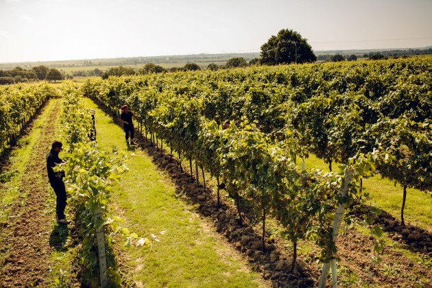 Gusbourne follows English wine boom with record harvest - Harpers Wine ...