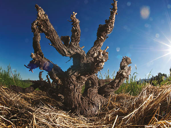 South Africa’s Old Vine Project - Harpers Wine & Spirit Trade News