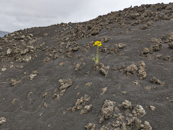 Italy Report: Sicilian wine ups its game - Harpers Wine & Spirit Trade News