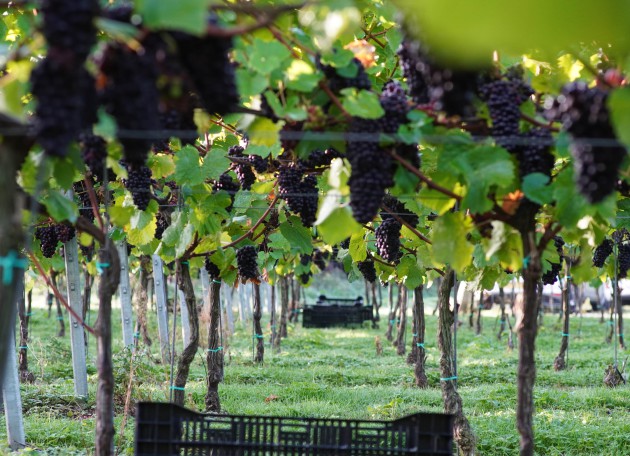 British wine producers celebrate ‘small but good quality crop’ after ...