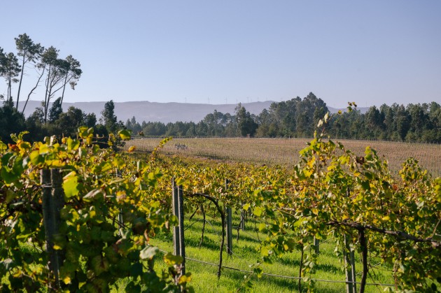 Symington partners for first foray into Vinho Verde - Harpers Wine ...