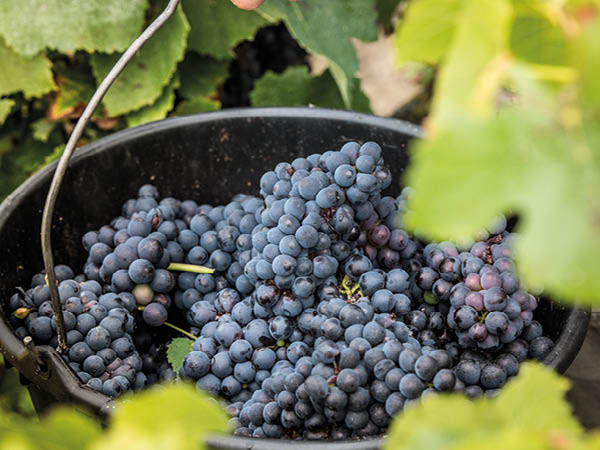 Headline Heroes: Why Rosé Champagne demands our attention - Harpers ...