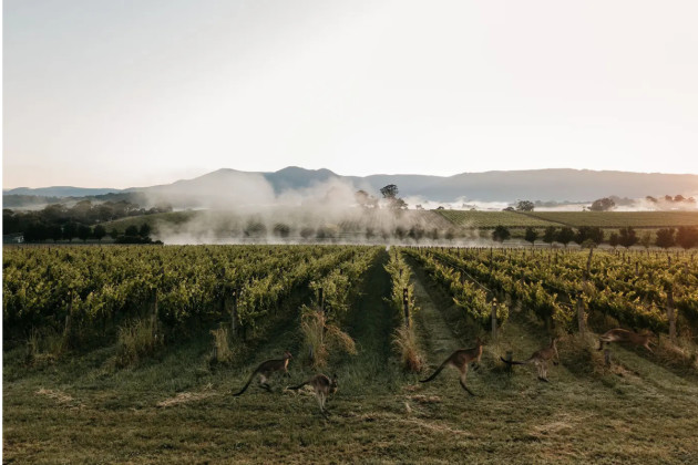 Bancroft onboards Yarra Valley’s Oakridge Wines to portfolio - Harpers ...