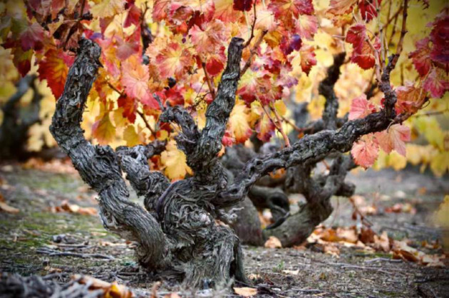 Research highlights viticultural value of old vine Garnacha - Harpers ...