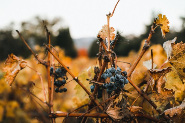 Constellation Brands appoints Enotria as new distributor - Harpers Wine ...