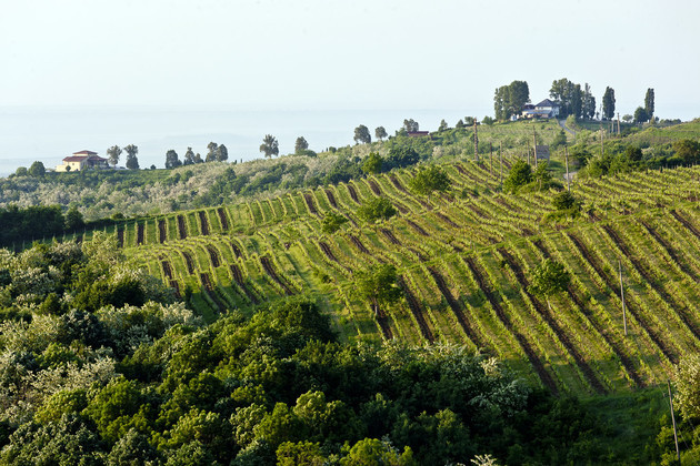 Harpers panel: CEE wines in the UK - Harpers Wine & Spirit Trade News